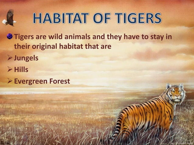 Save The Tigers | PPTX