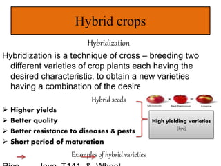 Quality food,quality life | PPTX
