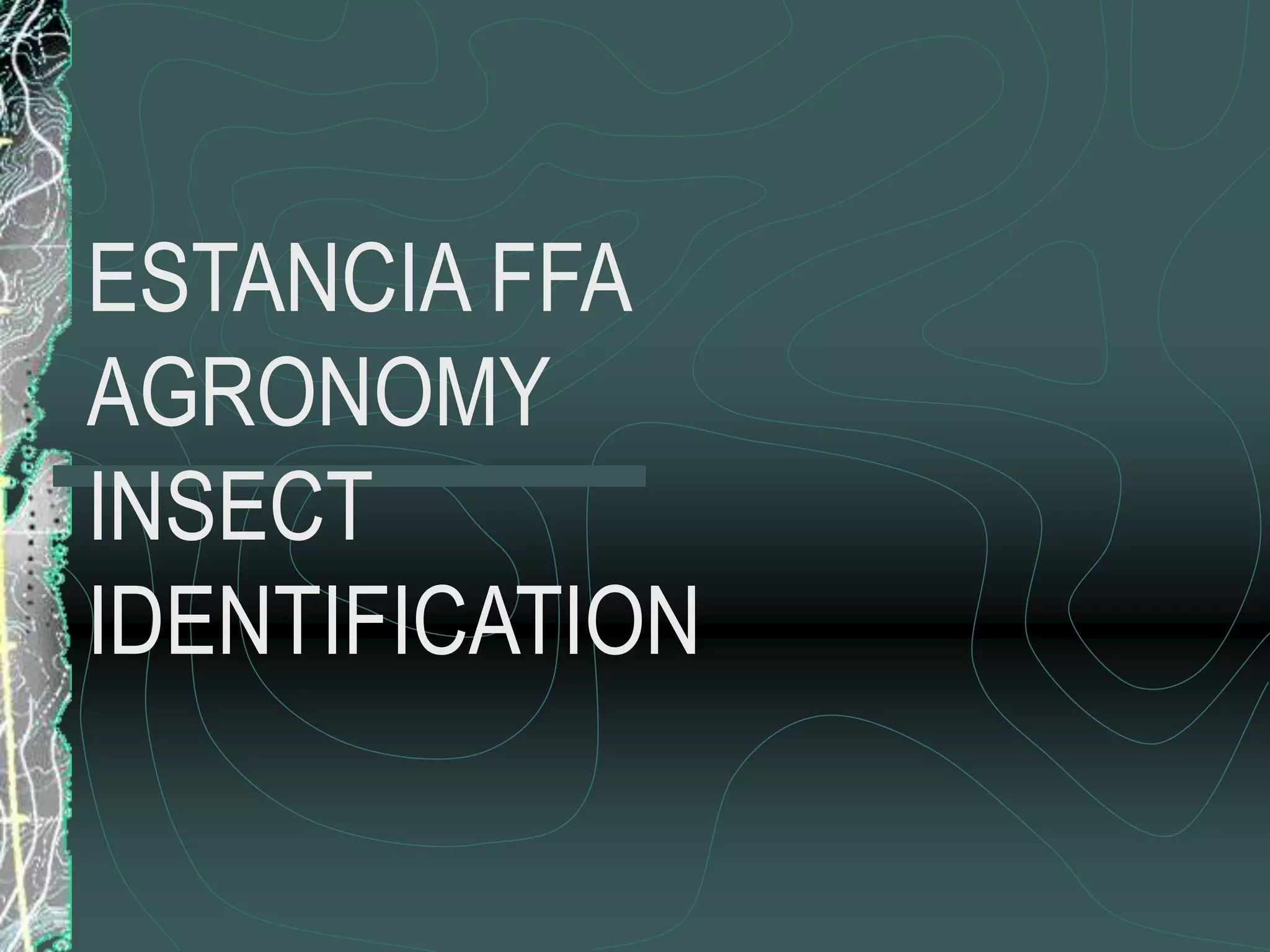 Insect Identification Pptx