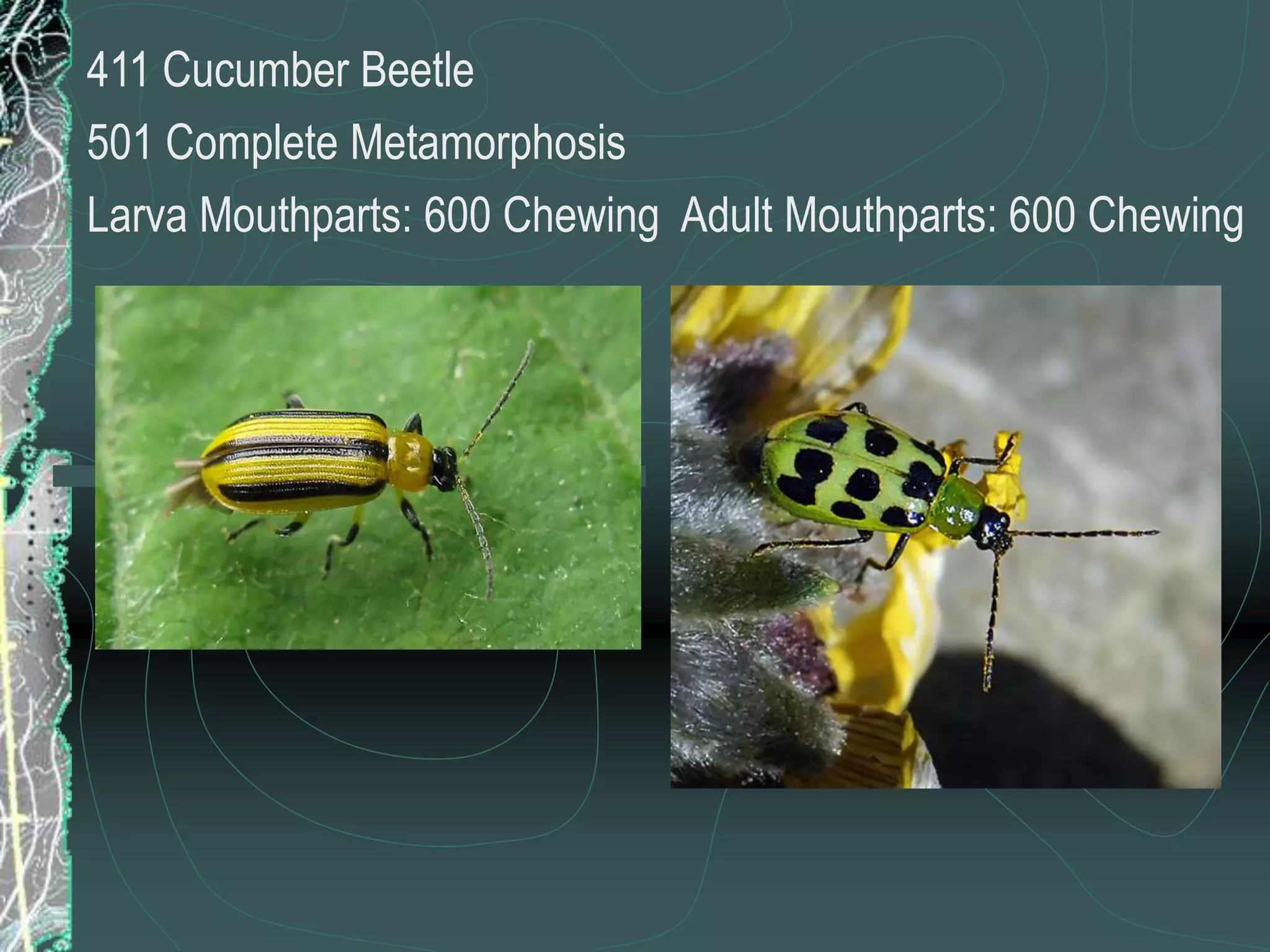 Insect Identification | PPTX