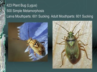 Insect Identification | PPTX