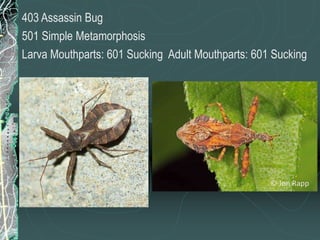 Insect Identification | PPTX