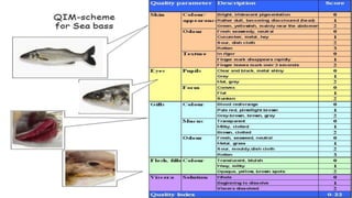 Quality of fresh fish | PPTX