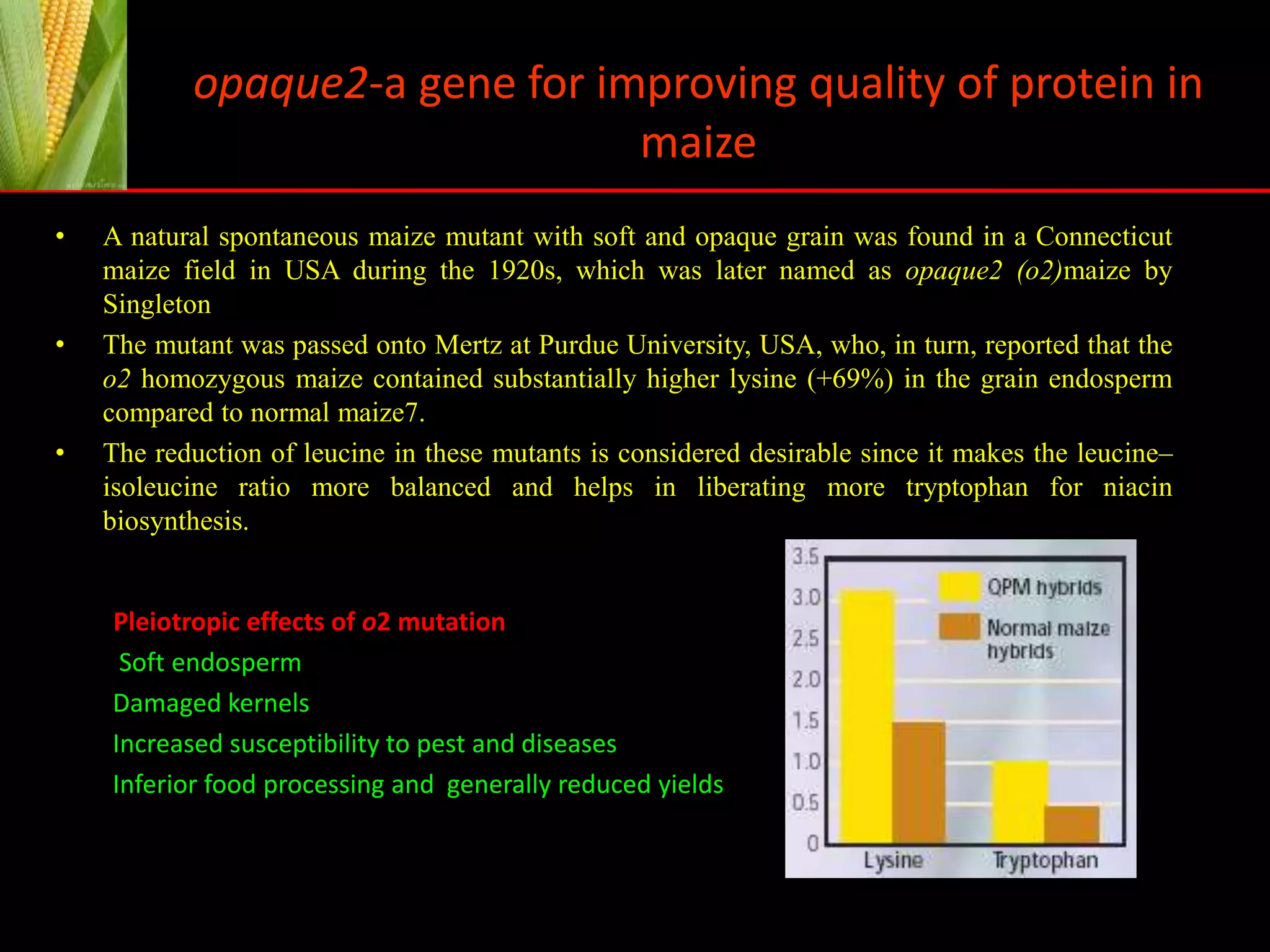 Quality protein maize biofortification for nutritional security | PPTX