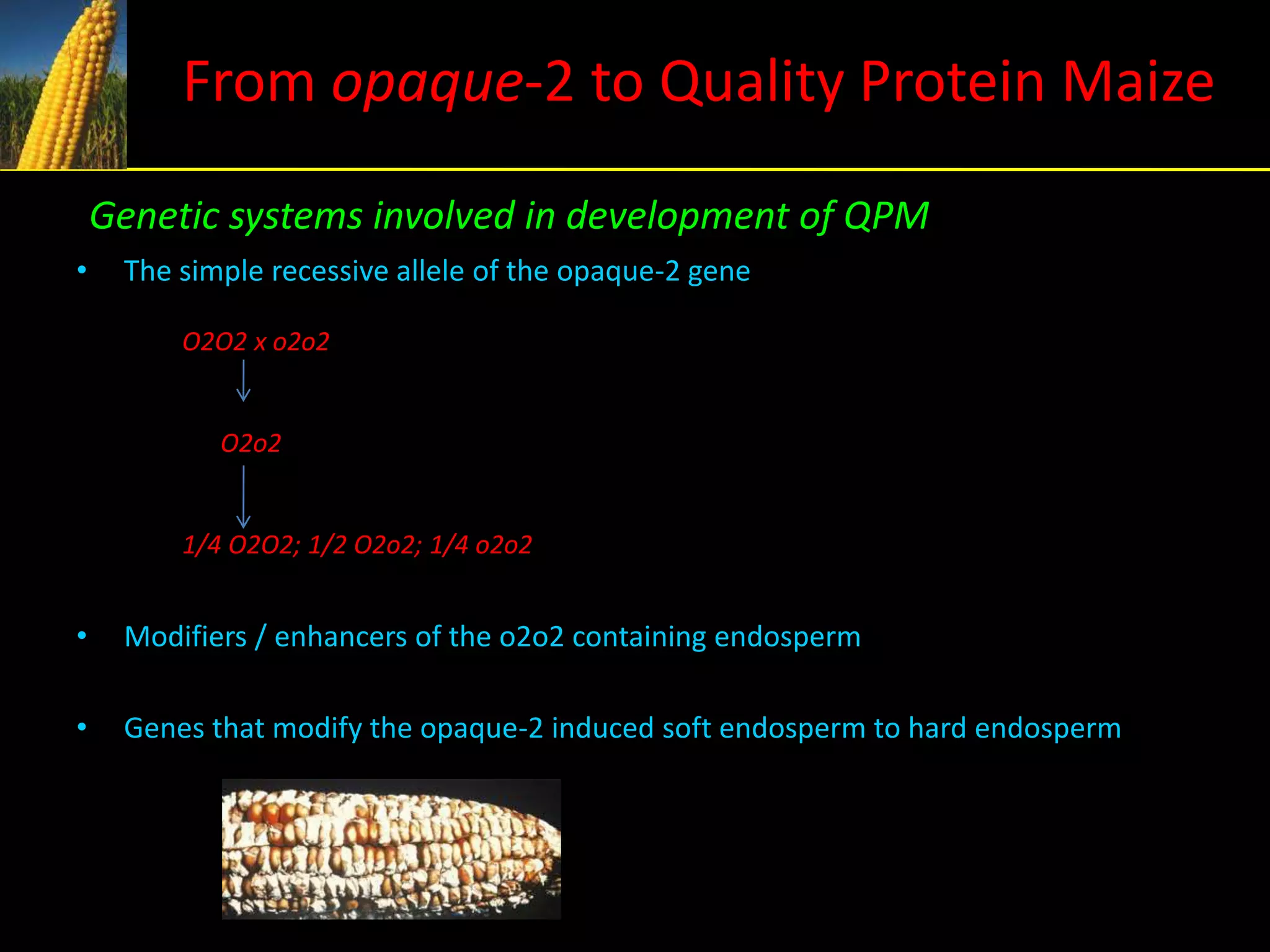 Quality protein maize biofortification for nutritional security | PPTX