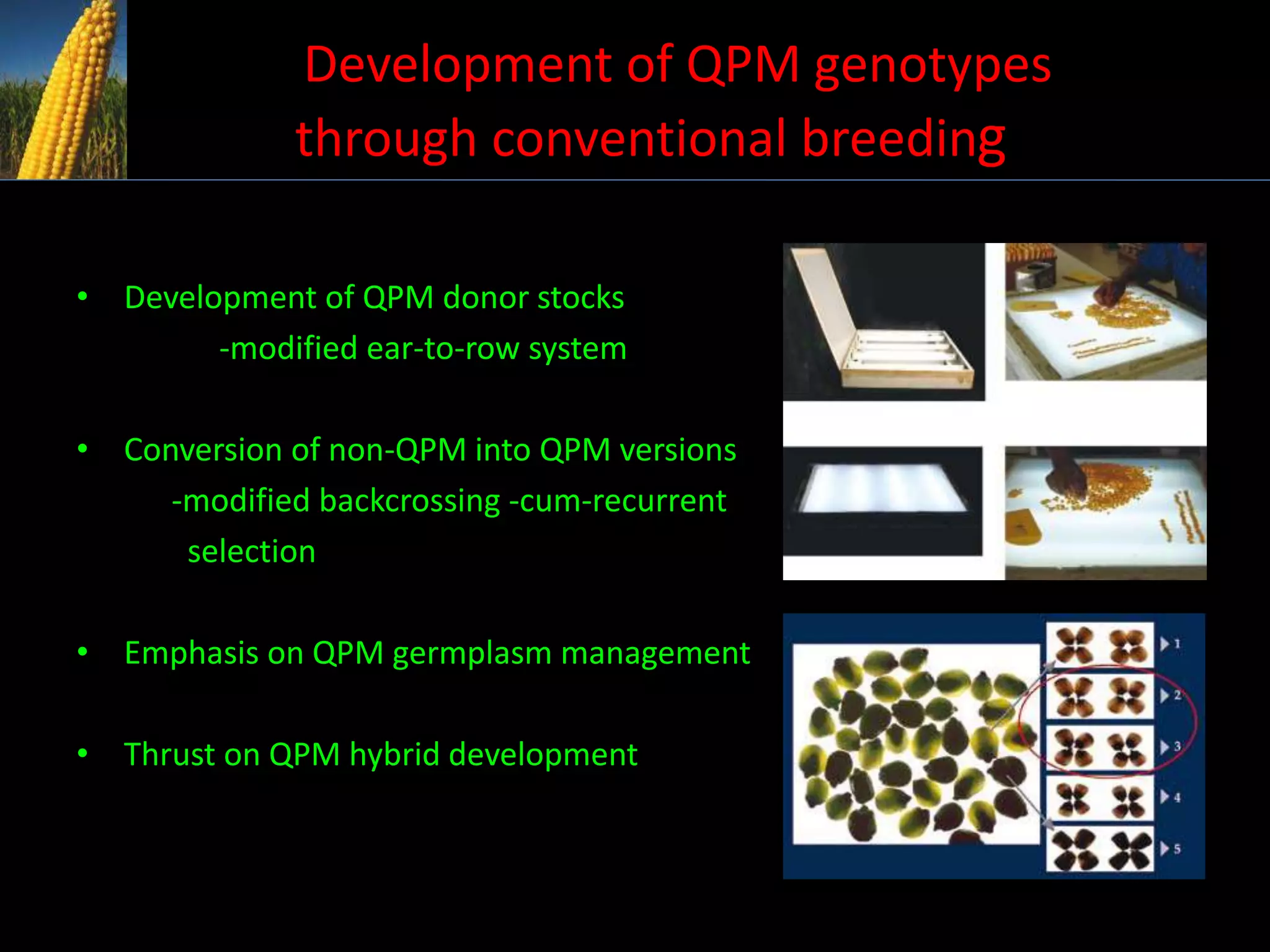 Quality protein maize biofortification for nutritional security | PPTX