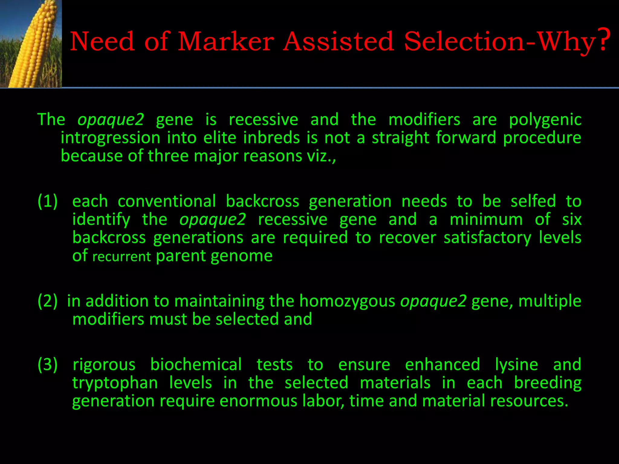 Quality protein maize biofortification for nutritional security | PPTX