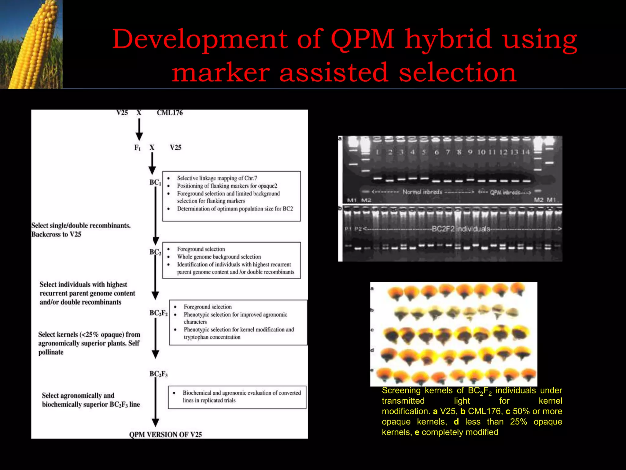 Quality protein maize biofortification for nutritional security | PPTX