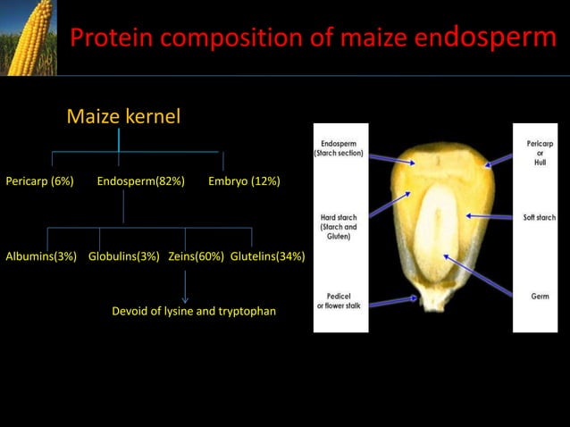 Quality protein maize biofortification for nutritional security | PPTX