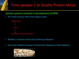 Quality protein maize biofortification for nutritional security | PPTX