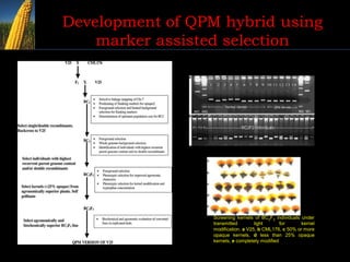Quality protein maize biofortification for nutritional security | PPTX
