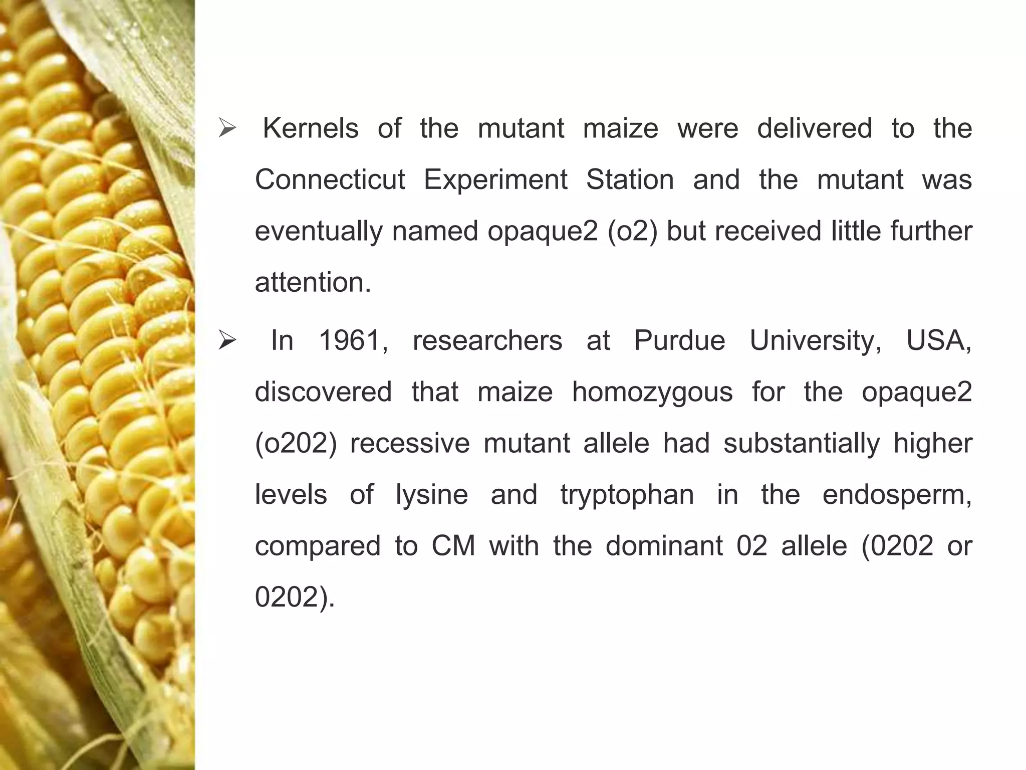 Quality protein Of maize .pptx