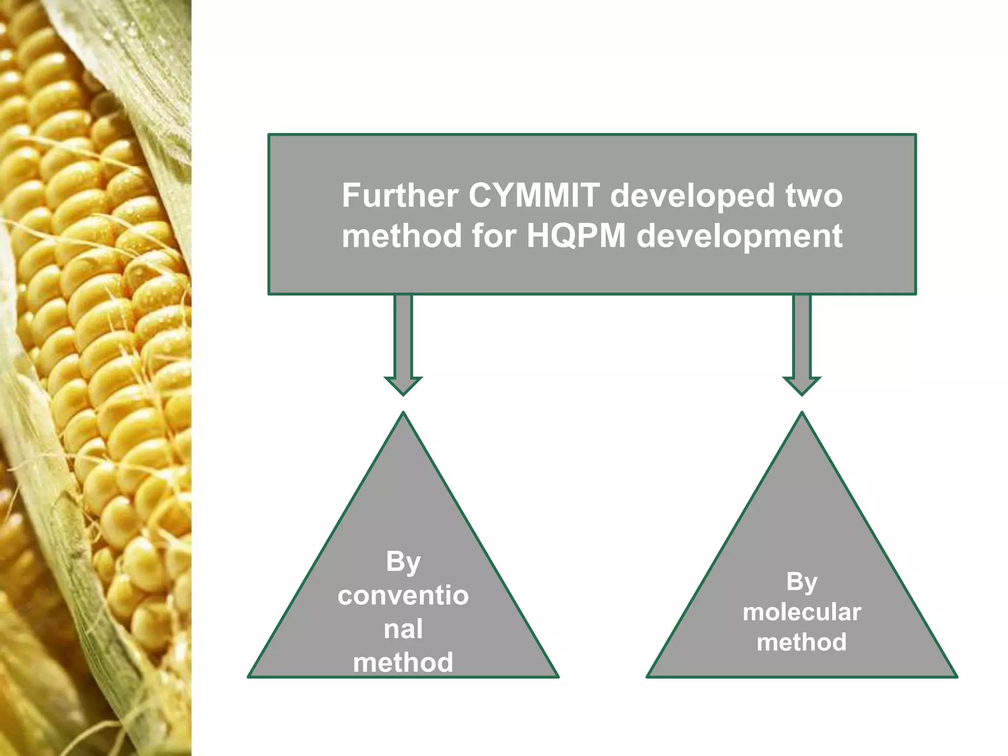 Quality protein Of maize .pptx
