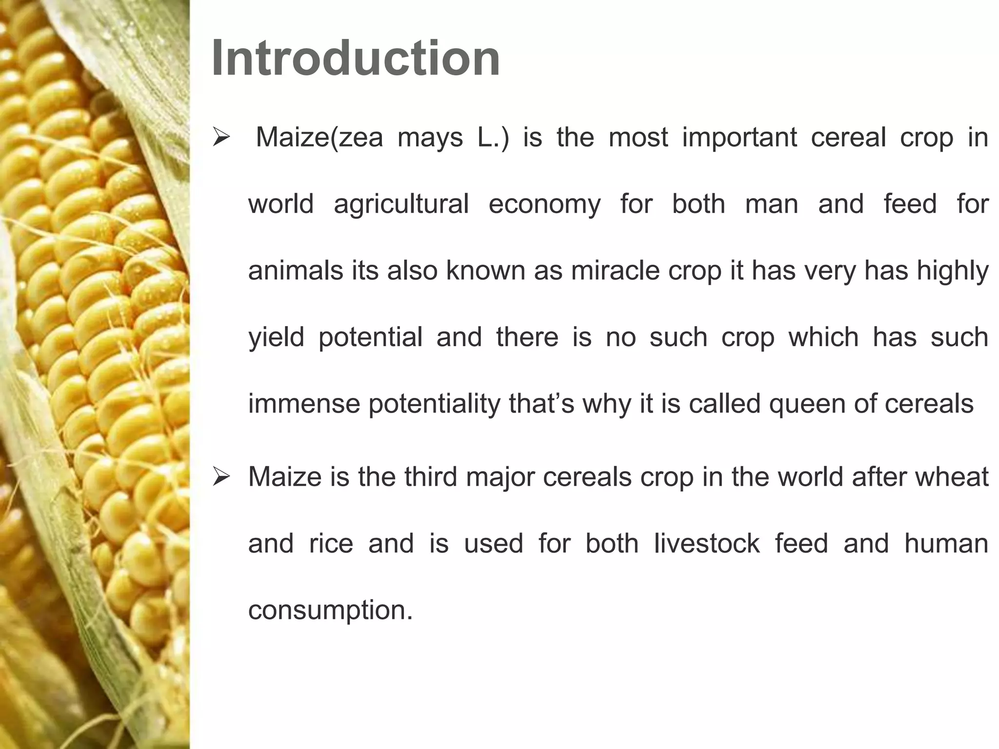 Quality protein Of maize .pptx