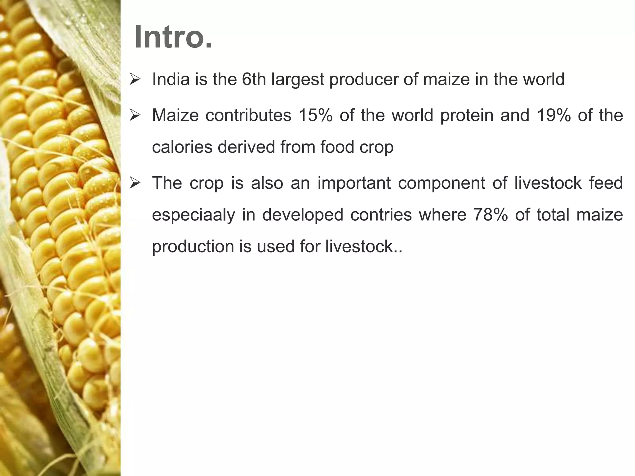 Quality protein Of maize .pptx