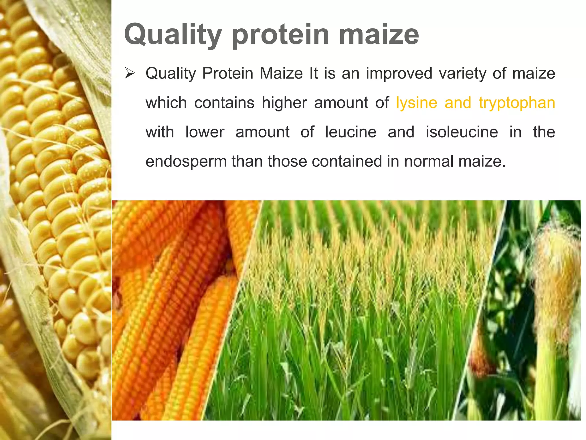 Quality protein Of maize .pptx