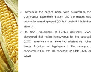 Quality protein Of maize .pptx