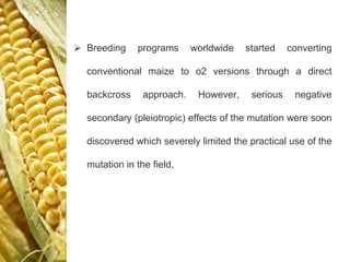 Quality protein Of maize .pptx