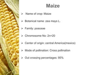 Quality protein Of maize .pptx