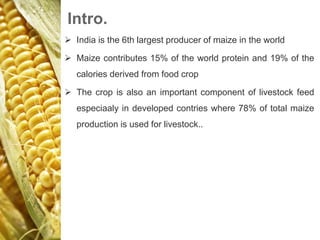 Quality protein Of maize .pptx