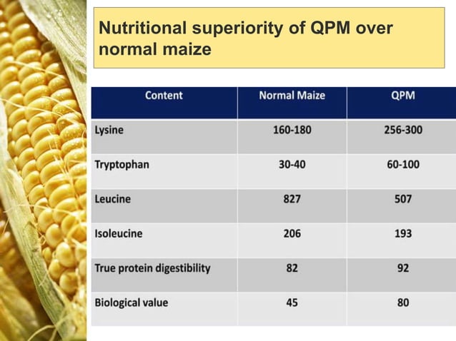 Quality protein Of maize .pptx
