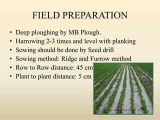 Quality seed production in soybean | PPTX