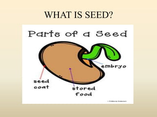 Quality seed production in soybean | PPTX