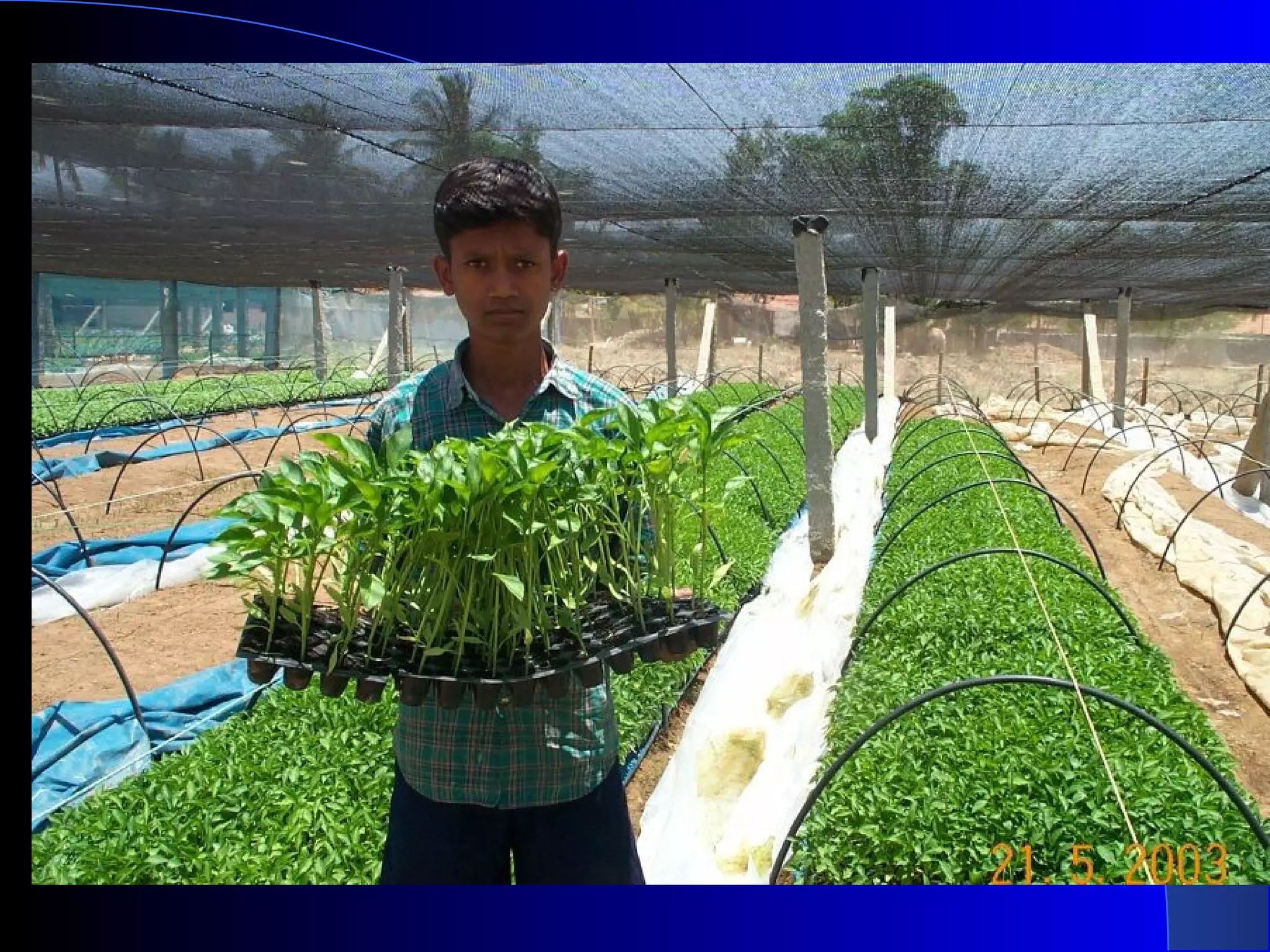 Quality vegetable seedling production 31.5.2016