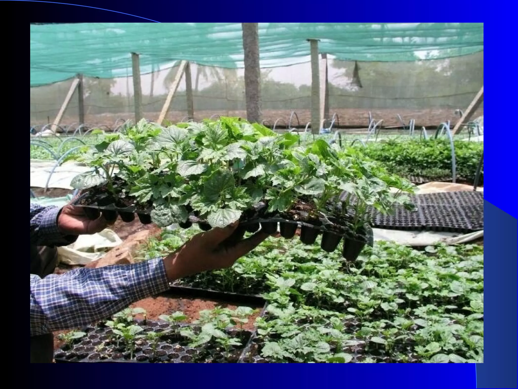 Quality vegetable seedling production 31.5.2016