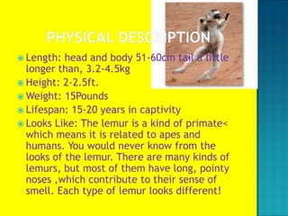 Quannysha's lemur | PPTX