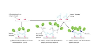 Quantification of ag ab reactions | PPT