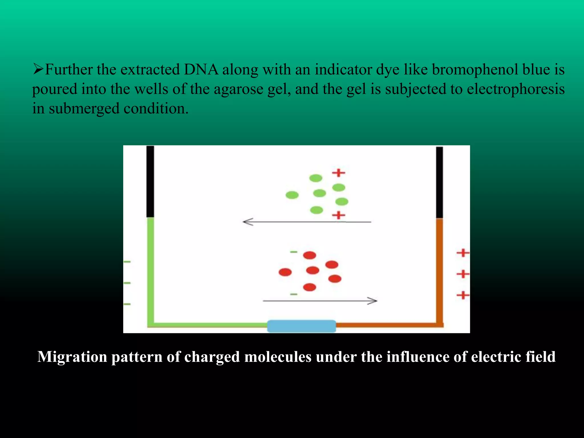 Quantitation of DNA | PPTX