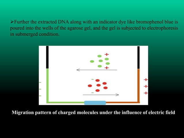 Quantitation of DNA | PPTX