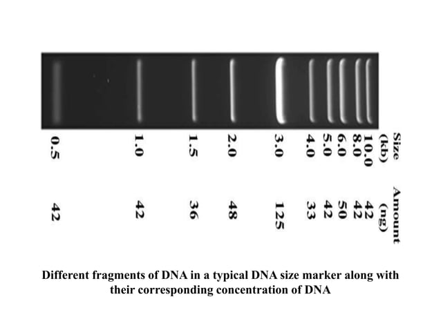 Quantitation of DNA | PPTX