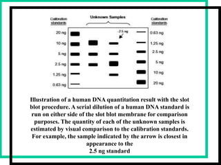 Quantitation of DNA | PPTX