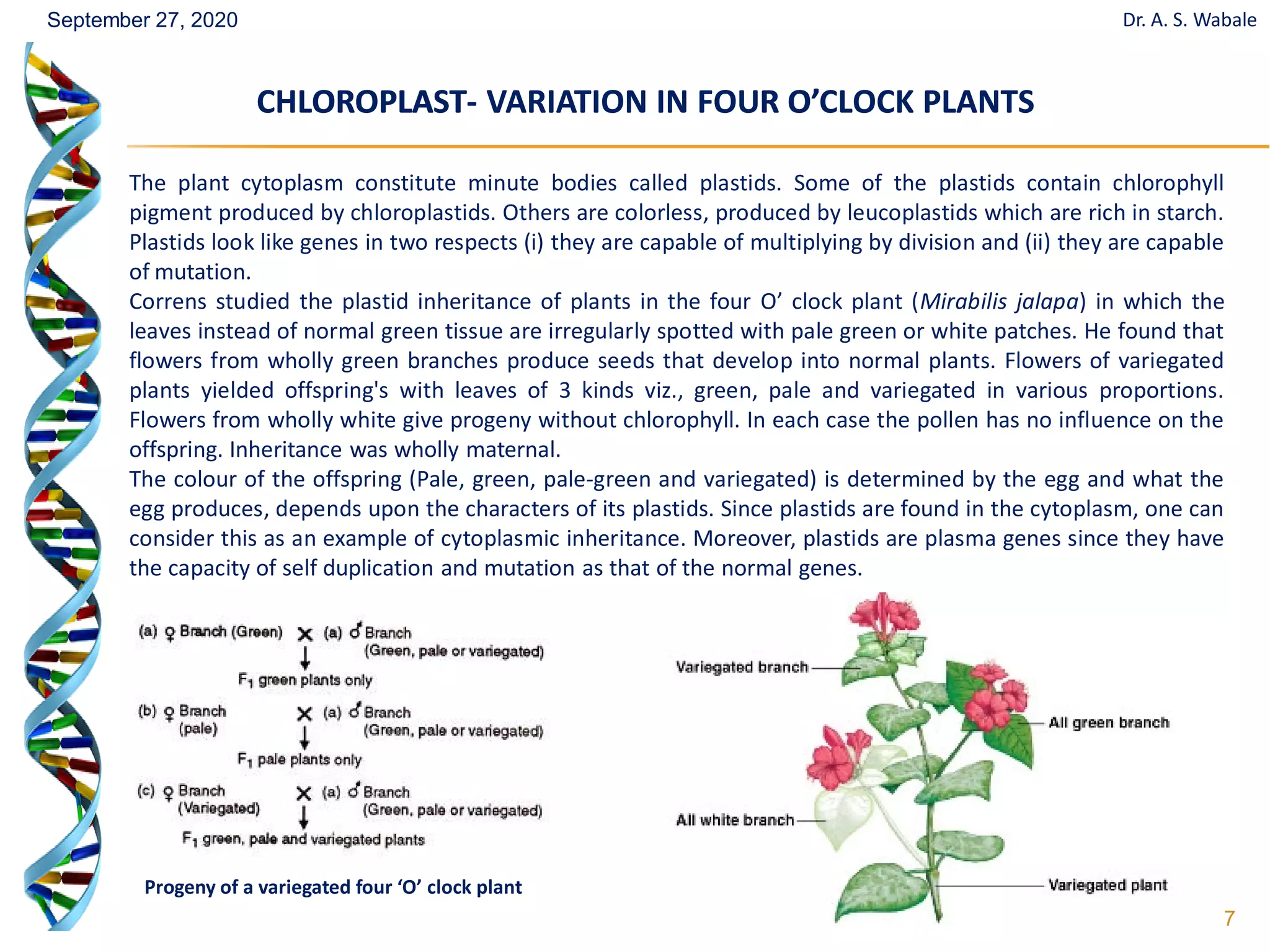 Quantitative and cytoplasmic inheritance | PPT