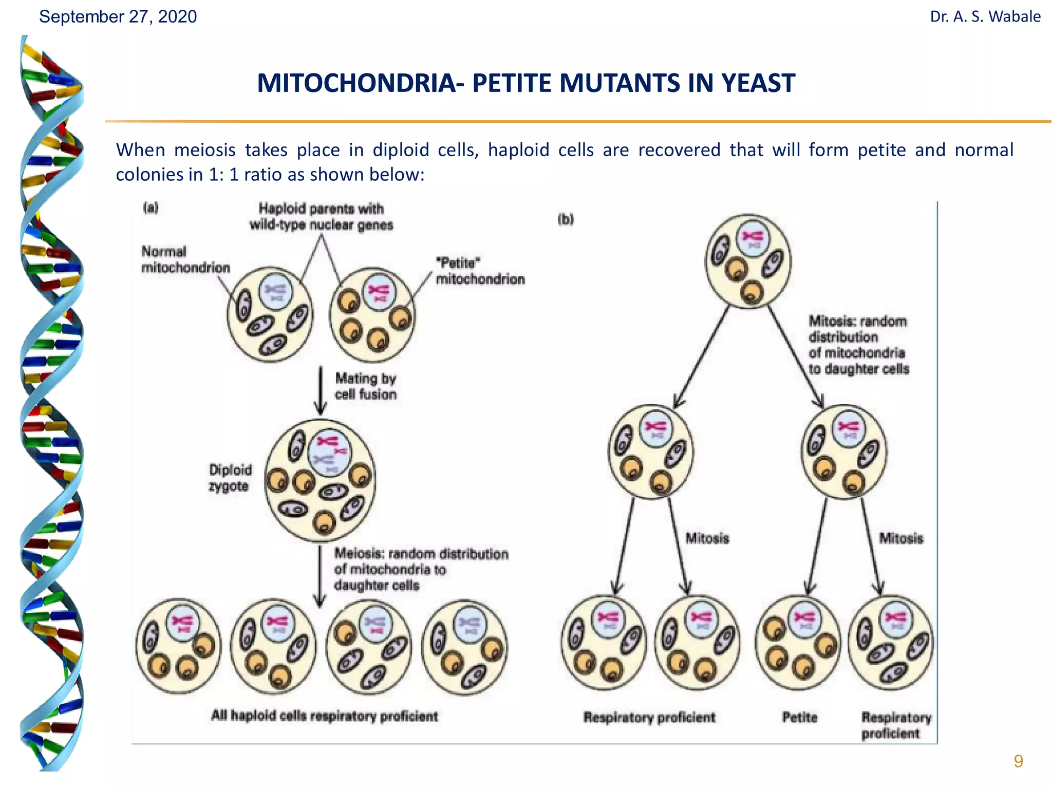 Quantitative and cytoplasmic inheritance | PPT