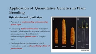 Quantitative Genetics And its Applications.pptx