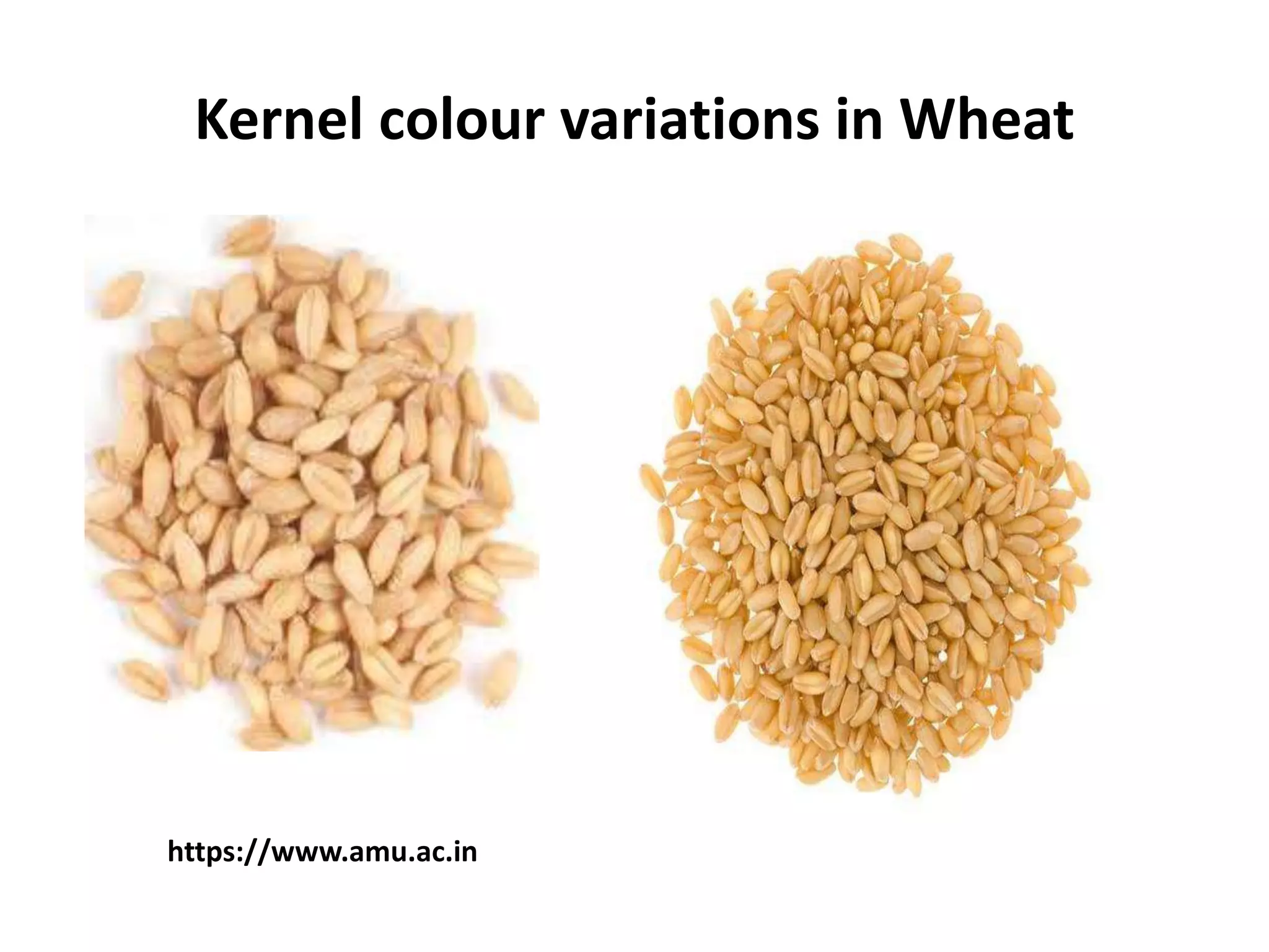 QUANTITATIVE INHERITANCE SMG | PPTX