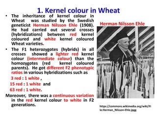 QUANTITATIVE INHERITANCE SMG | PPTX