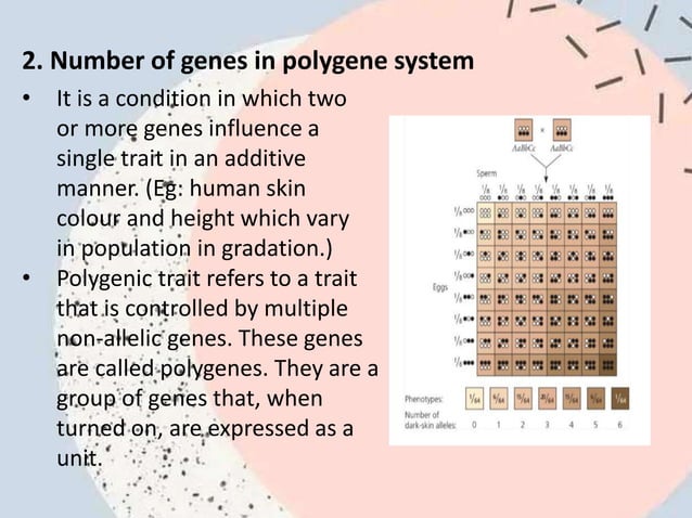 QUANTITATIVE INHERITANCE .ppt.pptx | Genetics | Science