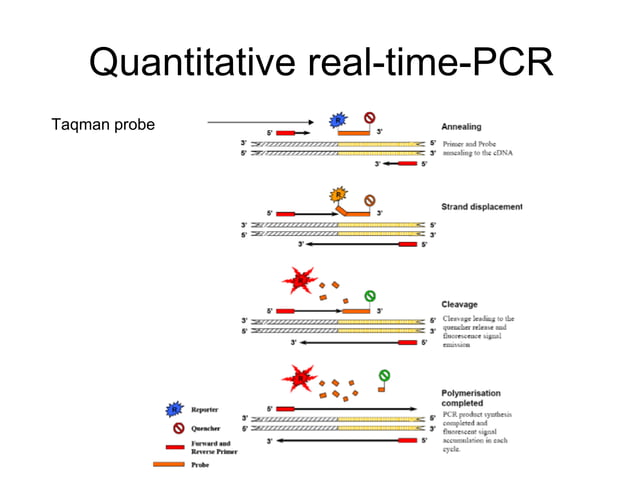 Quantitative real time pcr | PDF