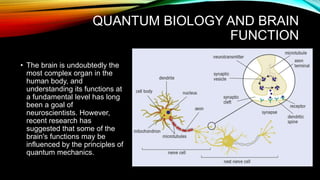 Quantum Biology.Quantaum Coherence,Quantum Tunneling,Quantum ...