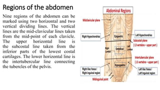 Quardents and regions of Human body.pptx