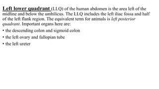 Quardents and regions of Human body.pptx