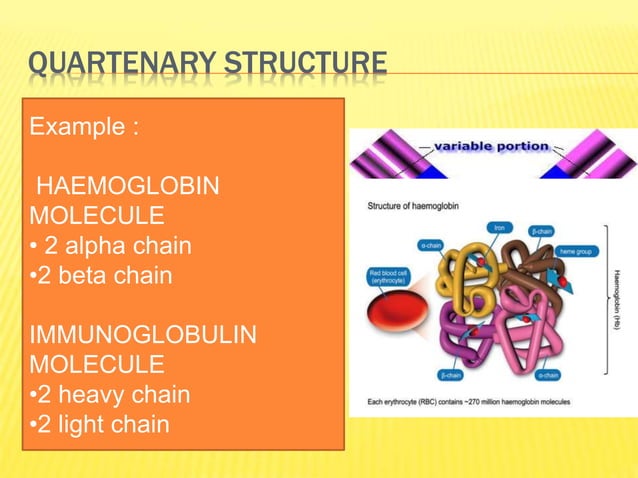 Quartenary structure of protein | PPT
