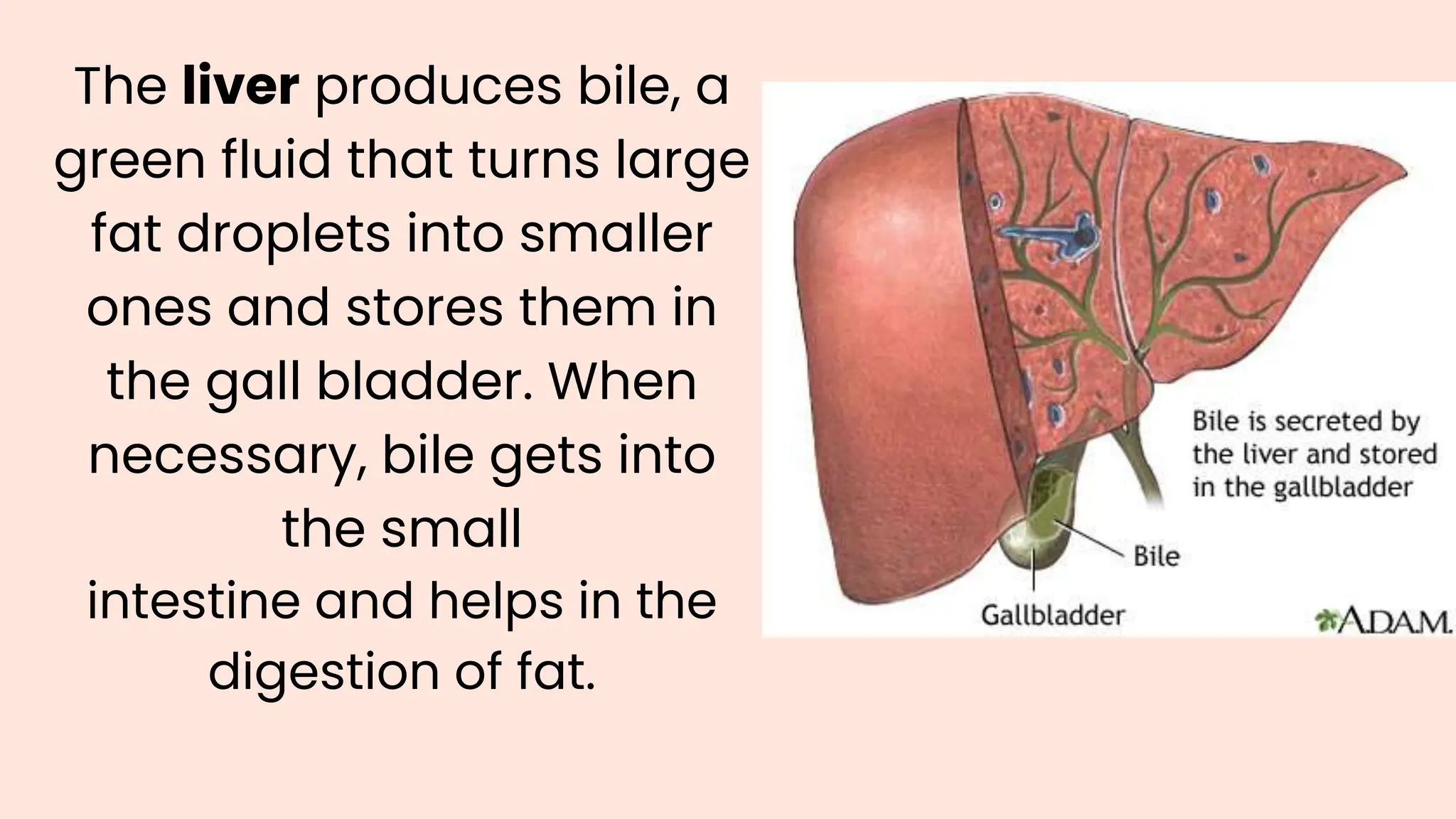 Quarter-4-Module-1-Structures-and-Functions-of-the-Digestive-System.pptx