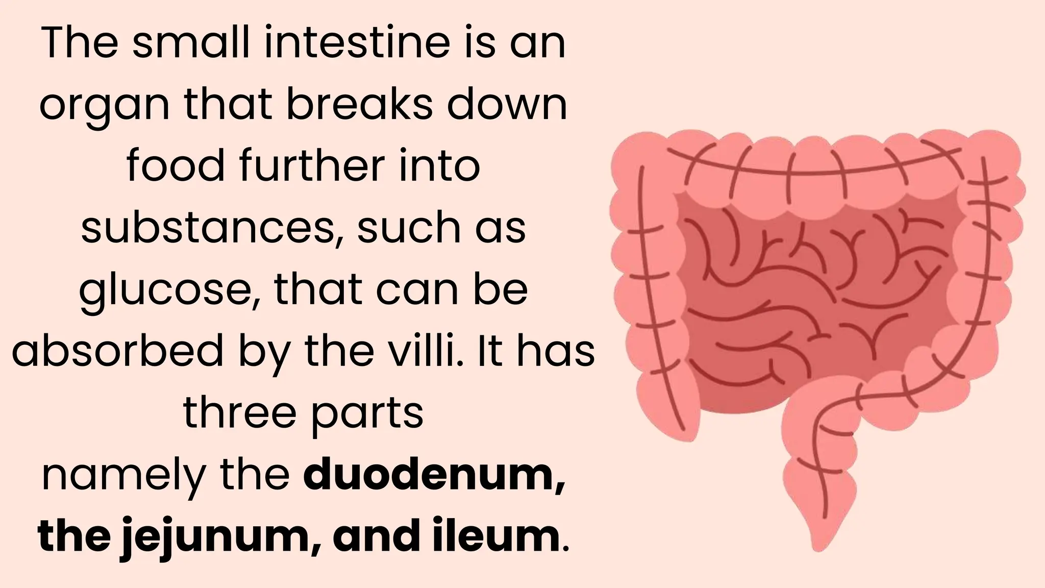 Quarter-4-Module-1-Structures-and-Functions-of-the-Digestive-System.pptx
