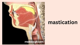 Quarter-4-Module-1-Structures-and-Functions-of-the-Digestive-System.pptx