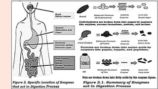 Quarter-4-Module-1-Structures-and-Functions-of-the-Digestive-System.pptx